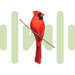 Cardinal SoundBoard - Bright Bird Calls & Sounds Online!